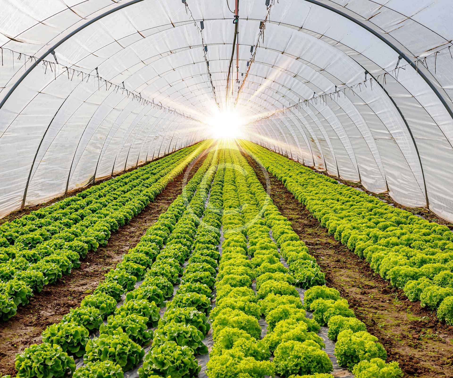 Greenhouse Growing – Agroforestry Engineering