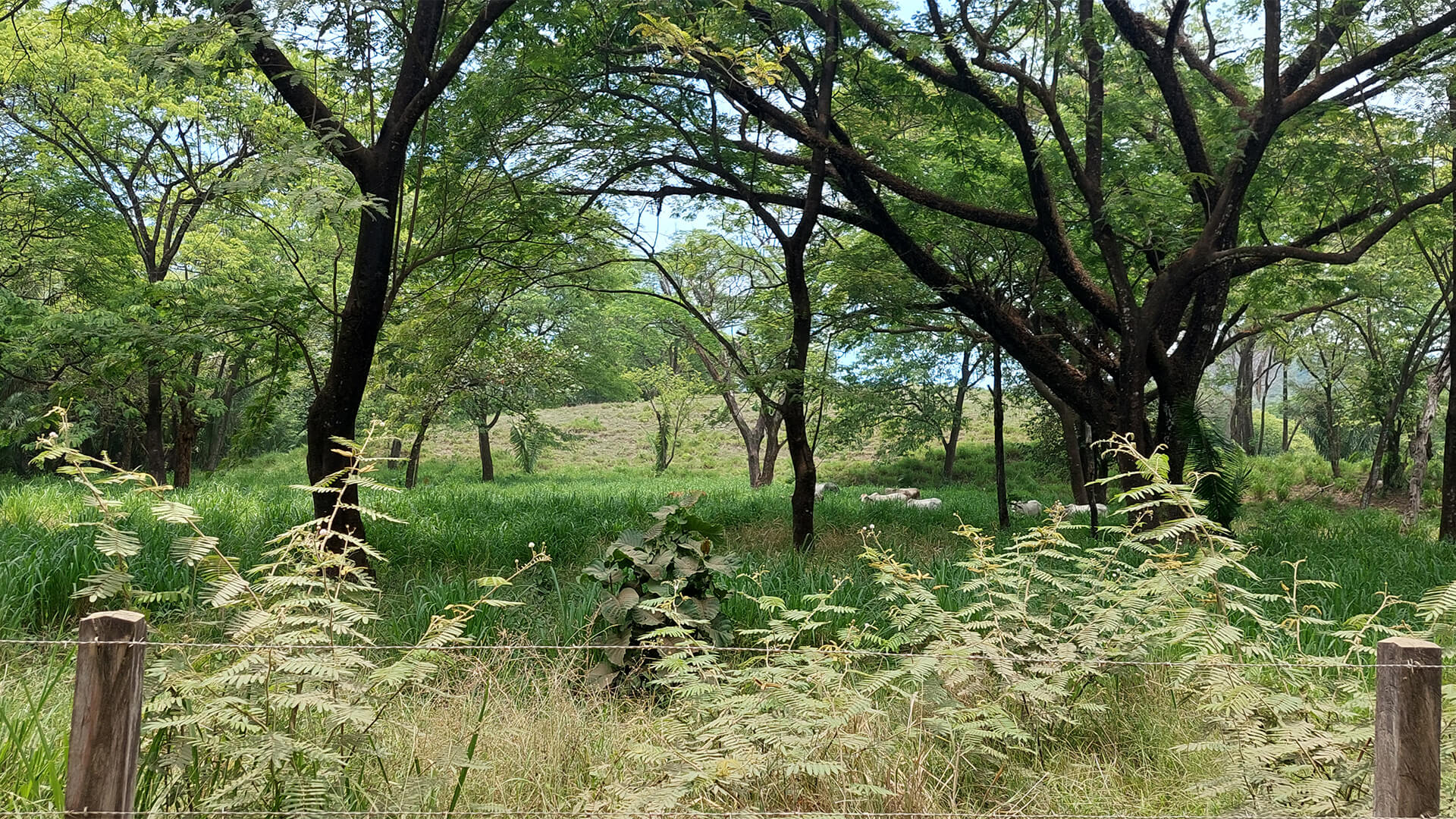 Agroforestry Engineering – Research and Innovation for Delivering ...